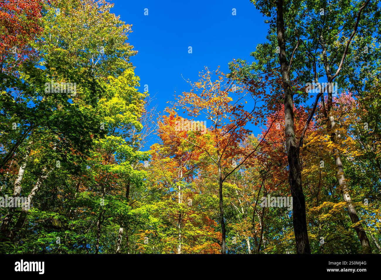 Colorful Wisconsin forest with blue sky in early October, horizontal ...