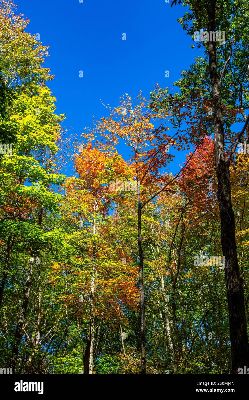 Colorful Wisconsin forest with blue sky in early October, vertical ...