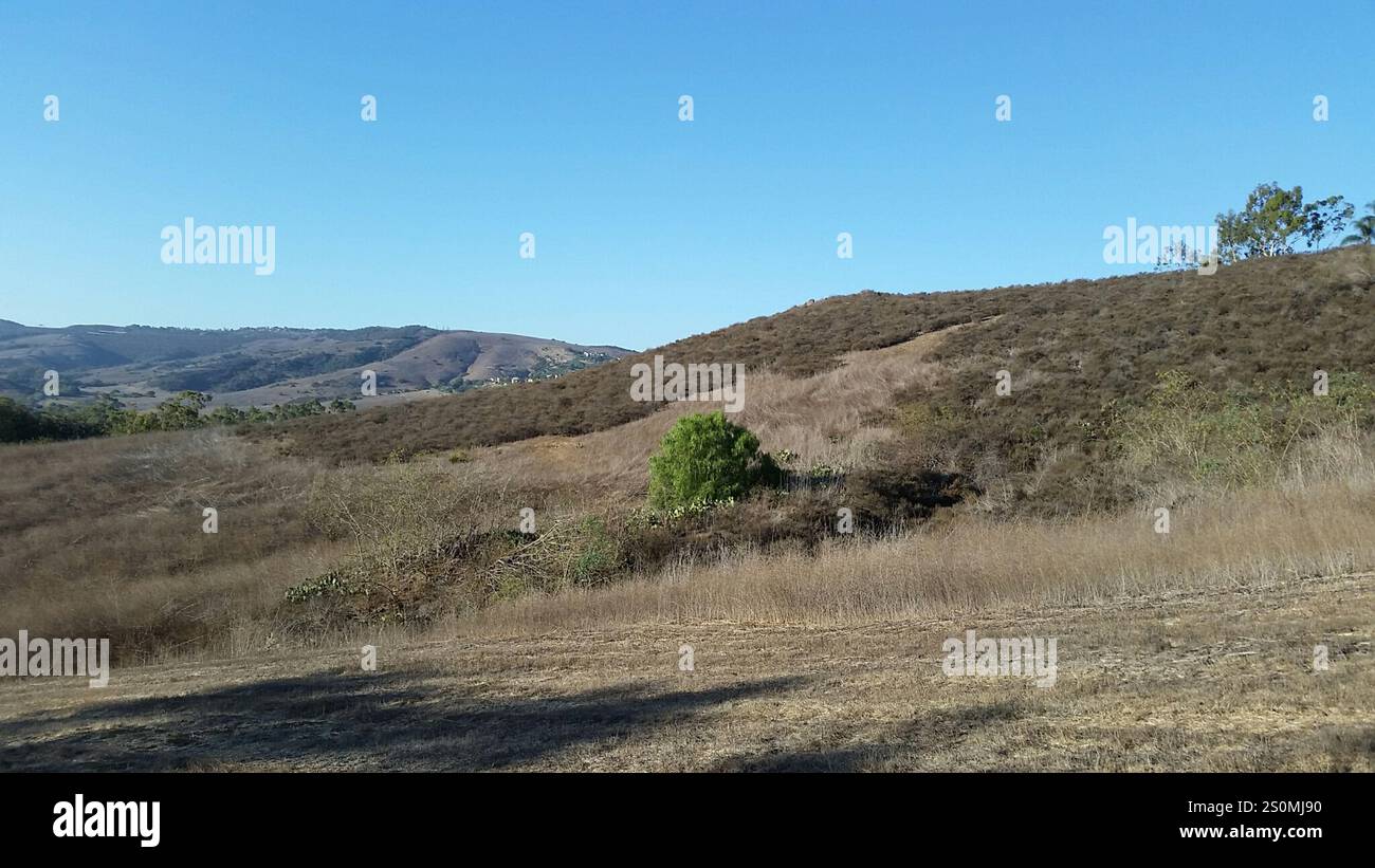 Peruvian Pepper Tree (Schinus molle Stock Photo - Alamy