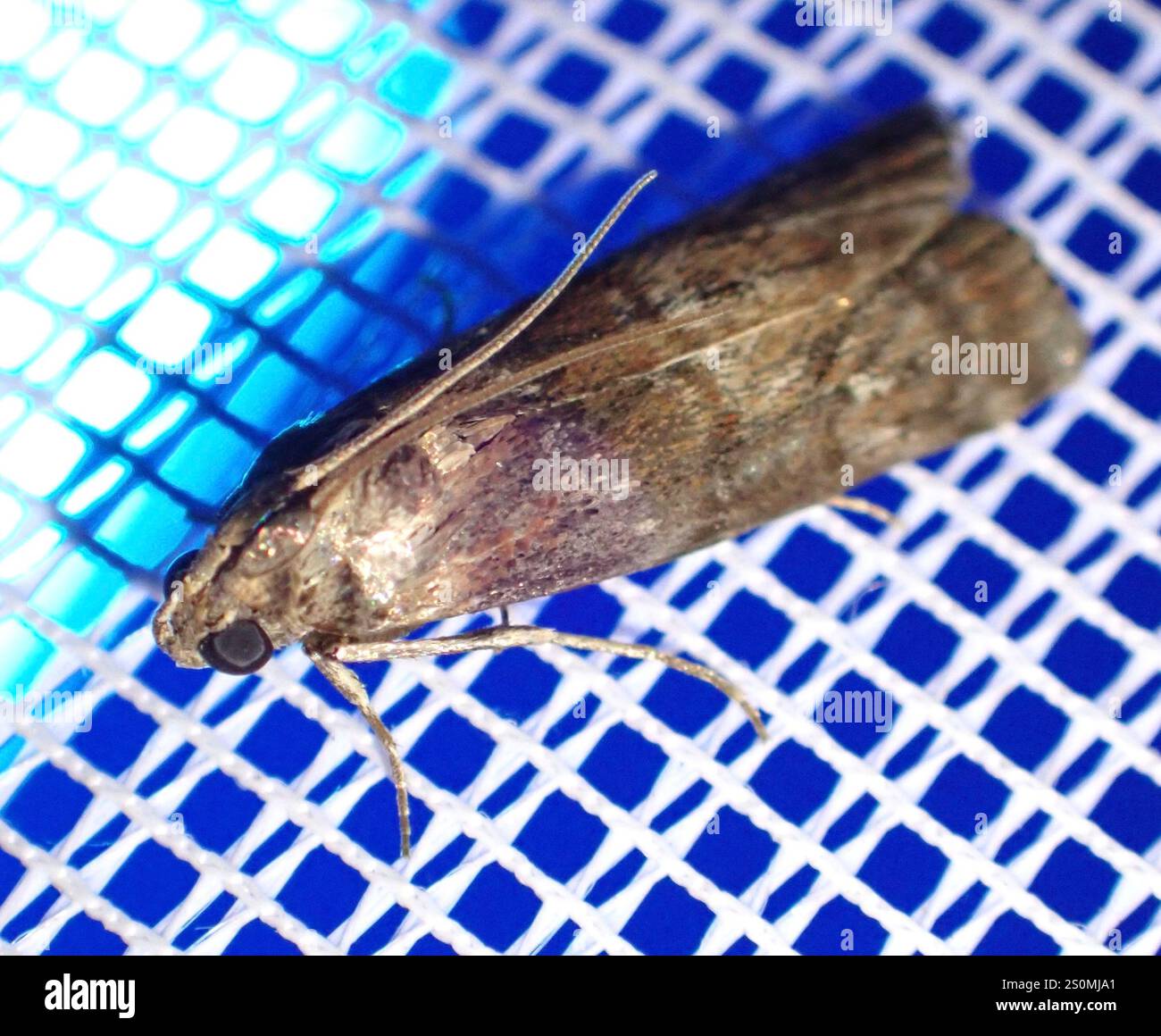 Dotted Oak Knot-horn (Phycita roborella Stock Photo - Alamy