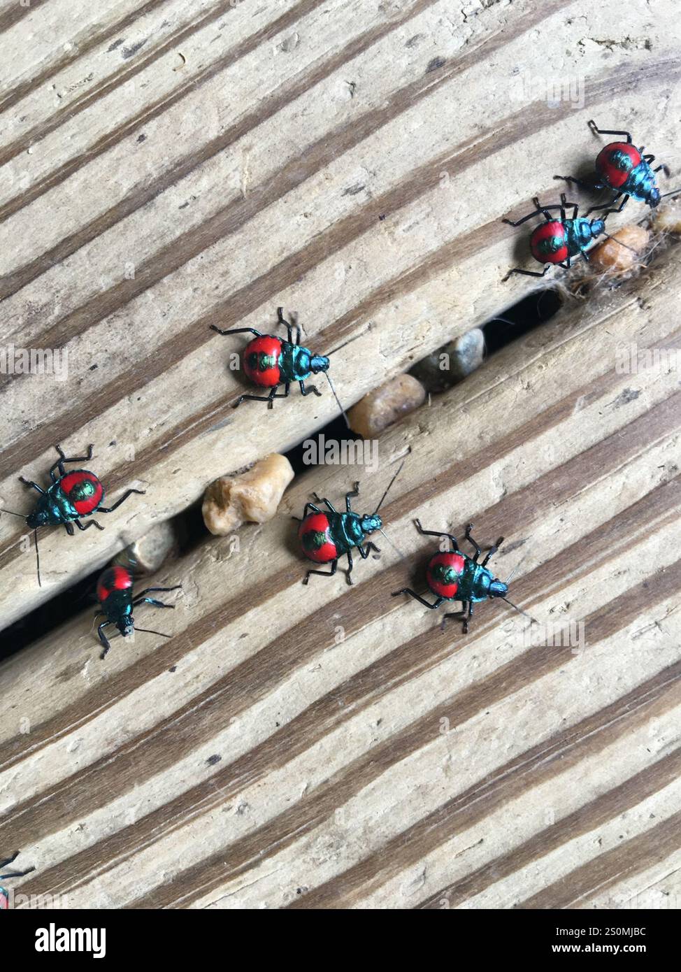Florida Predatory Stink Bug (Euthyrhynchus floridanus Stock Photo - Alamy