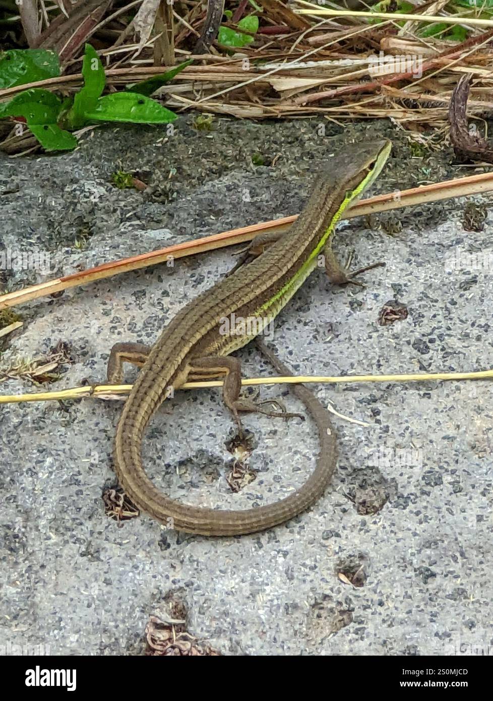 Grass Lizards (Takydromus Stock Photo - Alamy