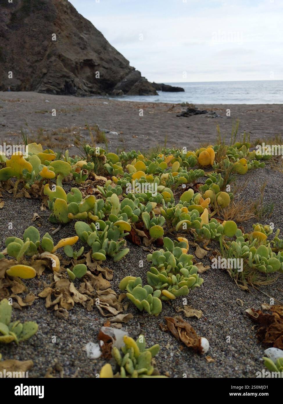 red sand-verbena (Abronia maritima Stock Photo - Alamy