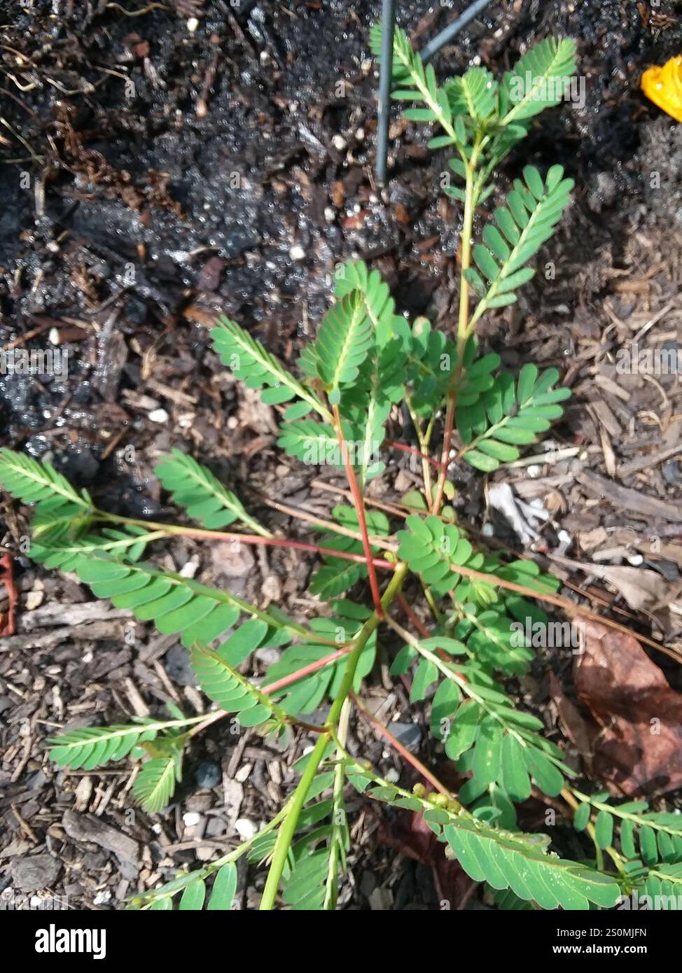 Chamberbitter (Phyllanthus urinaria Stock Photo - Alamy