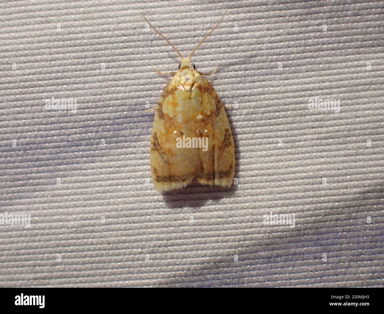 Red-edged Acleris Moth (Acleris albicomana Stock Photo - Alamy