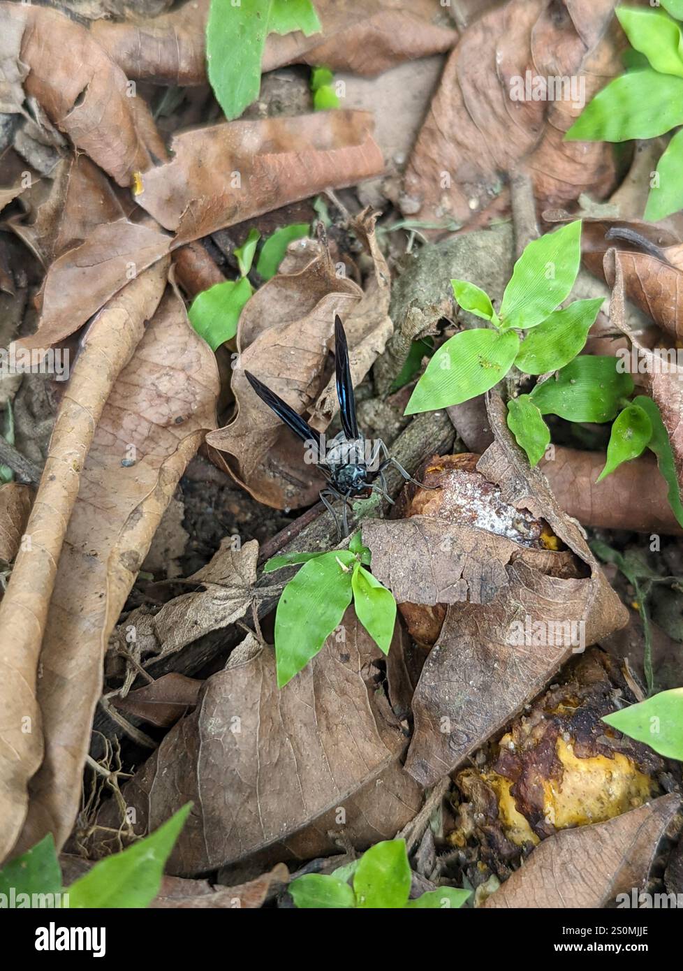 Northern Warrior Wasp (Synoeca septentrionalis Stock Photo - Alamy