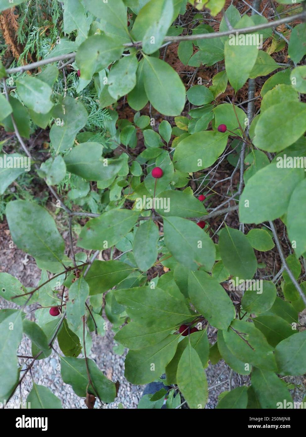 Mountain holly (Ilex mucronata Stock Photo - Alamy