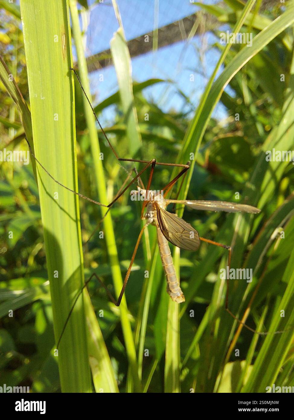European Crane Fly (Tipula paludosa Stock Photo - Alamy