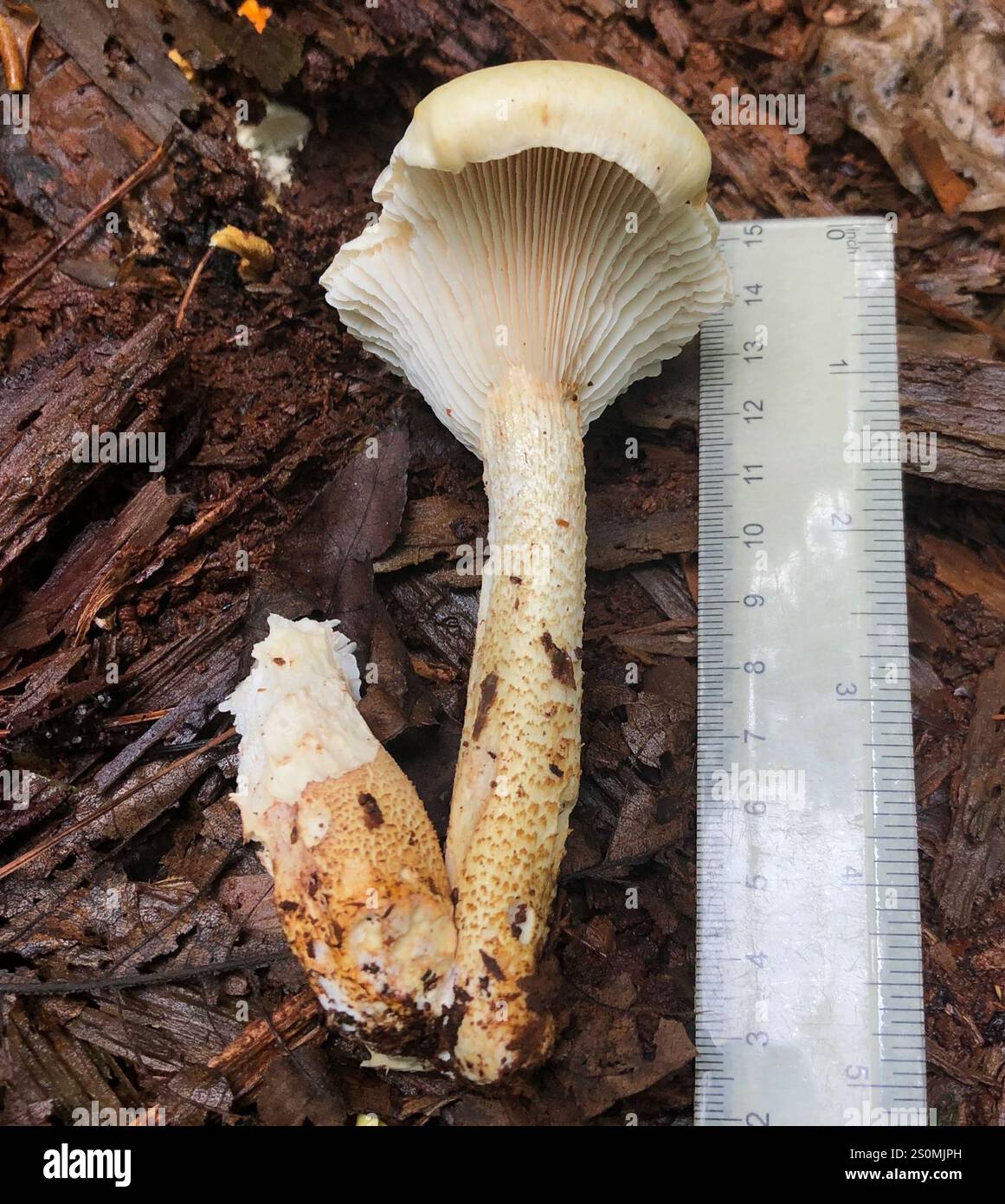 Trainwrecker (Neolentinus lepideus Stock Photo - Alamy