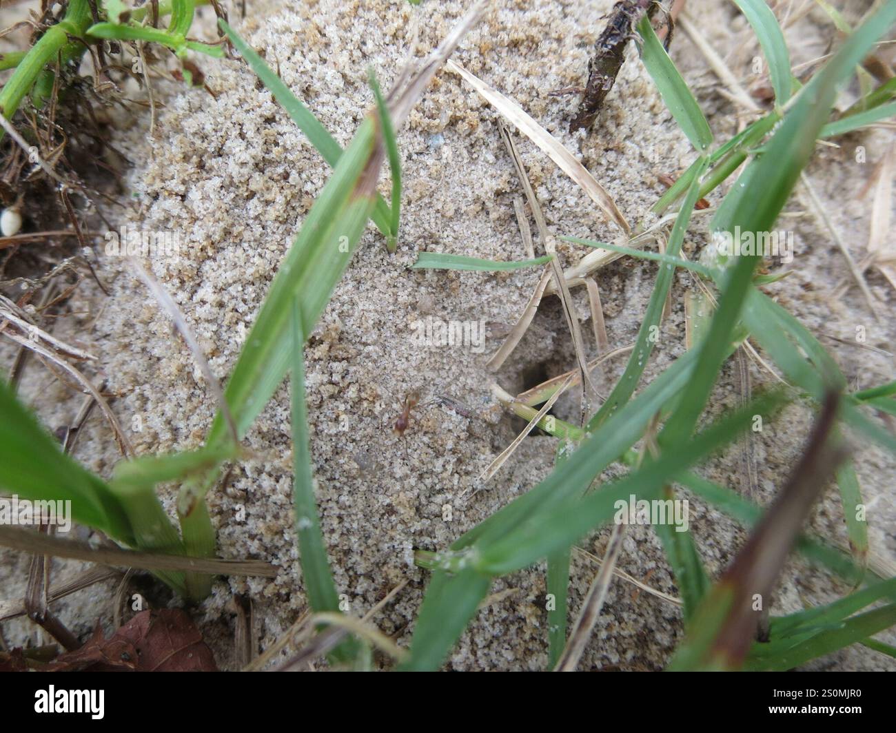 Buren's Pyramid Ant (Dorymyrmex bureni Stock Photo - Alamy