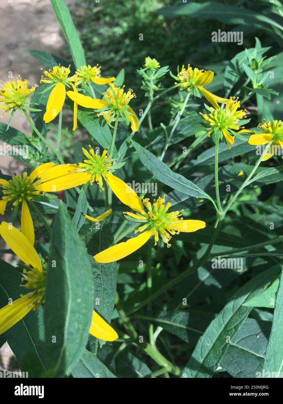 Wingstem (Verbesina alternifolia Stock Photo - Alamy