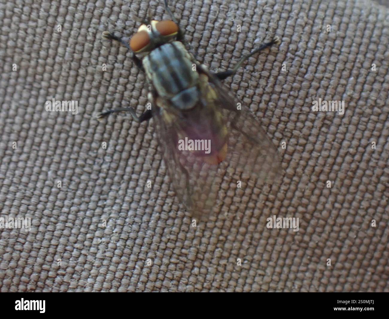 Common Flesh Flies (Sarcophaga Stock Photo - Alamy