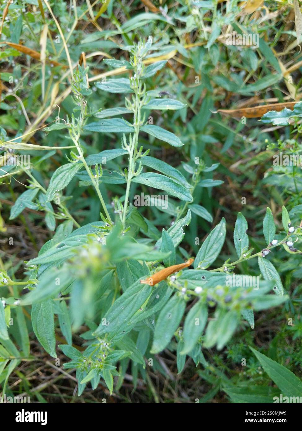 Common Gromwell (Lithospermum officinale Stock Photo - Alamy