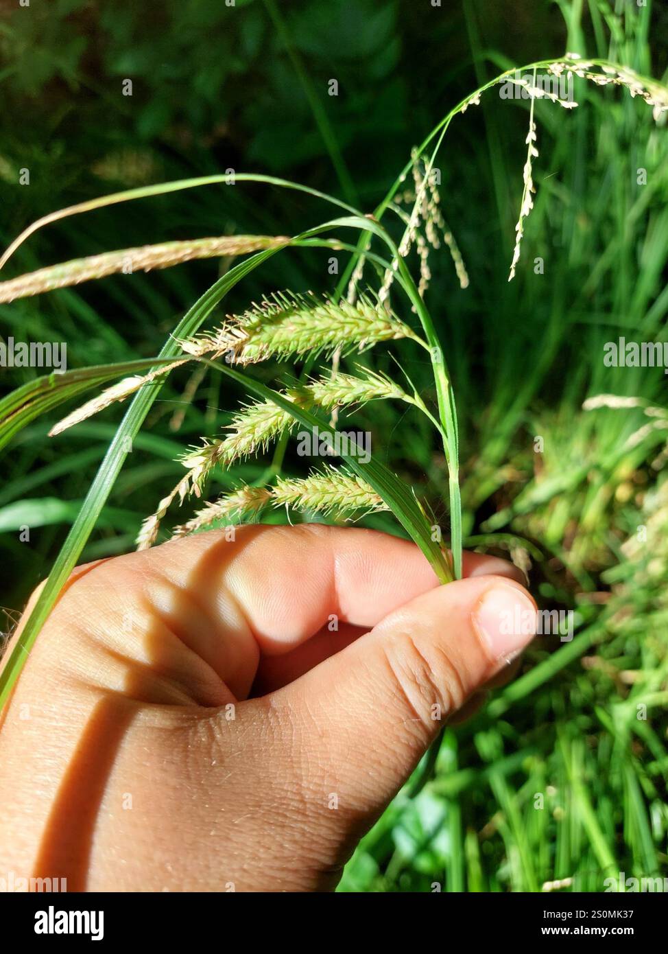 nodding sedge (Carex gynandra Stock Photo - Alamy