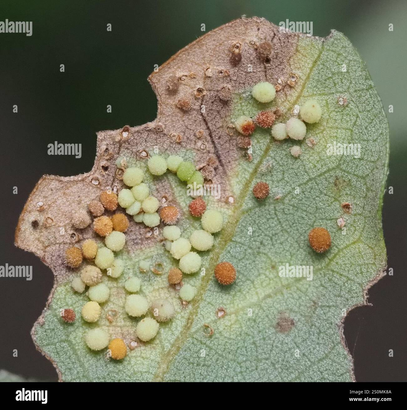 (Neuroterus saltatorius texanus Stock Photo - Alamy