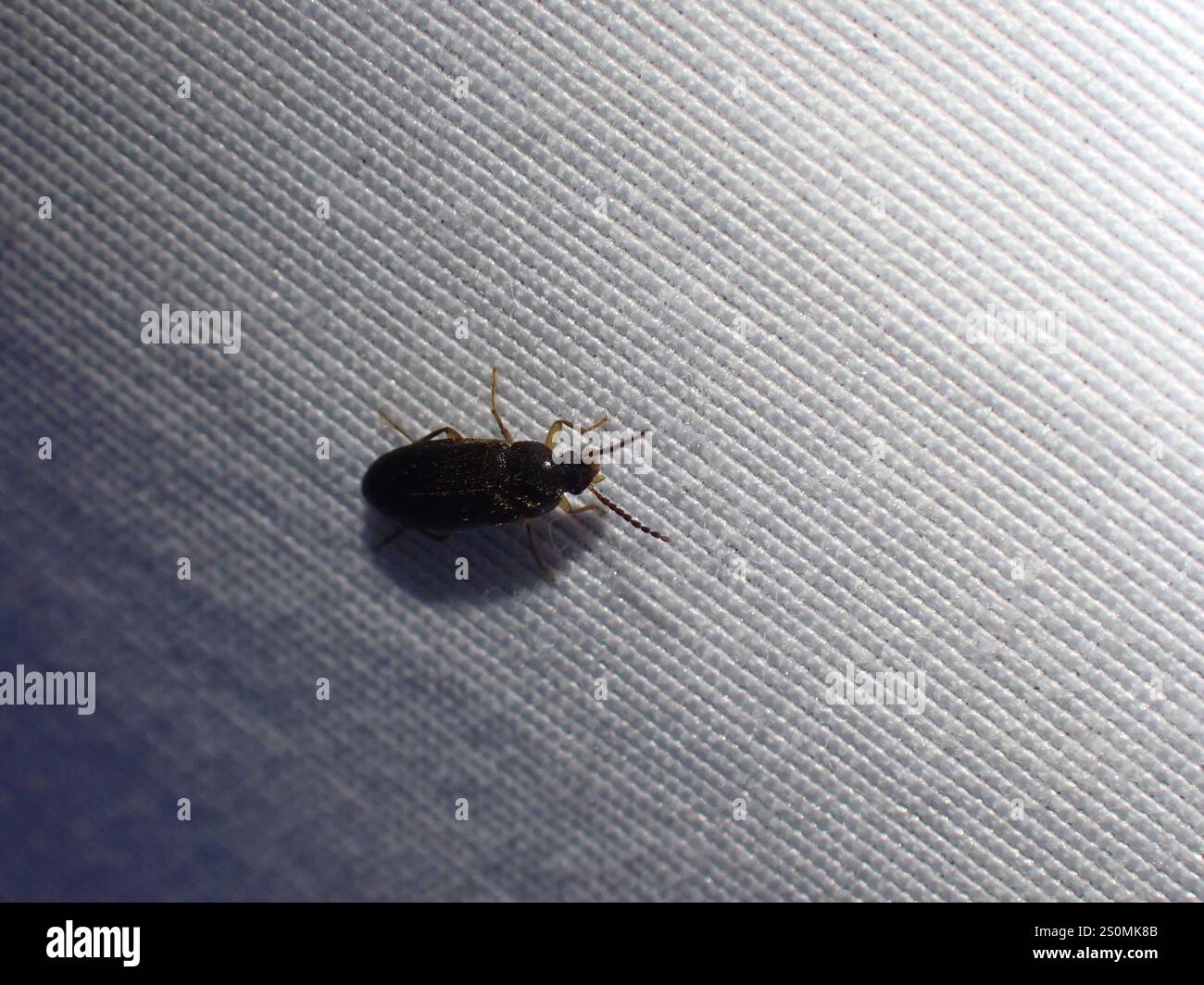 Mycetochara hi-res stock photography and images - Alamy