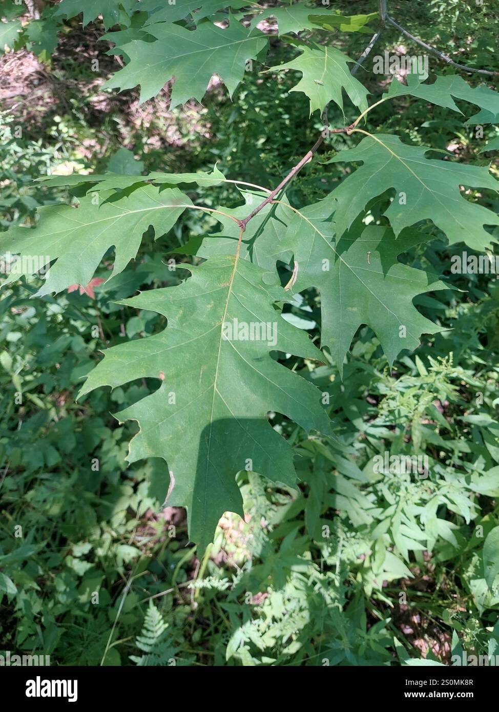 northern red oak (Quercus rubra Stock Photo - Alamy
