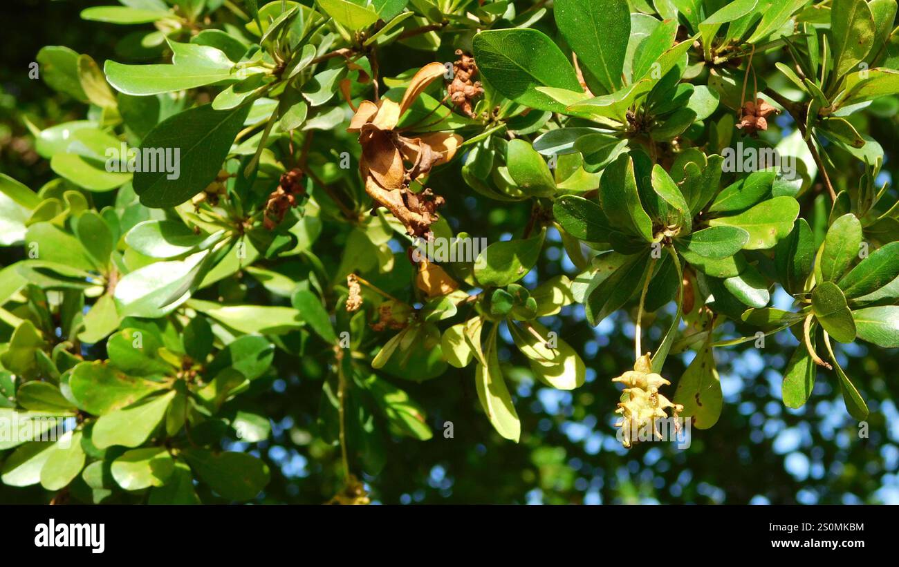 quince rust (Gymnosporangium clavipes Stock Photo - Alamy