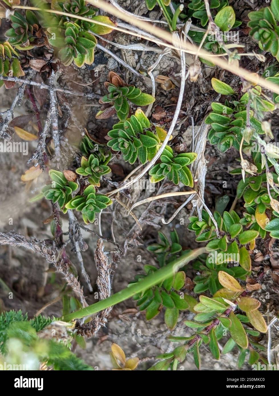 vascular plants (Tracheophyta Stock Photo - Alamy