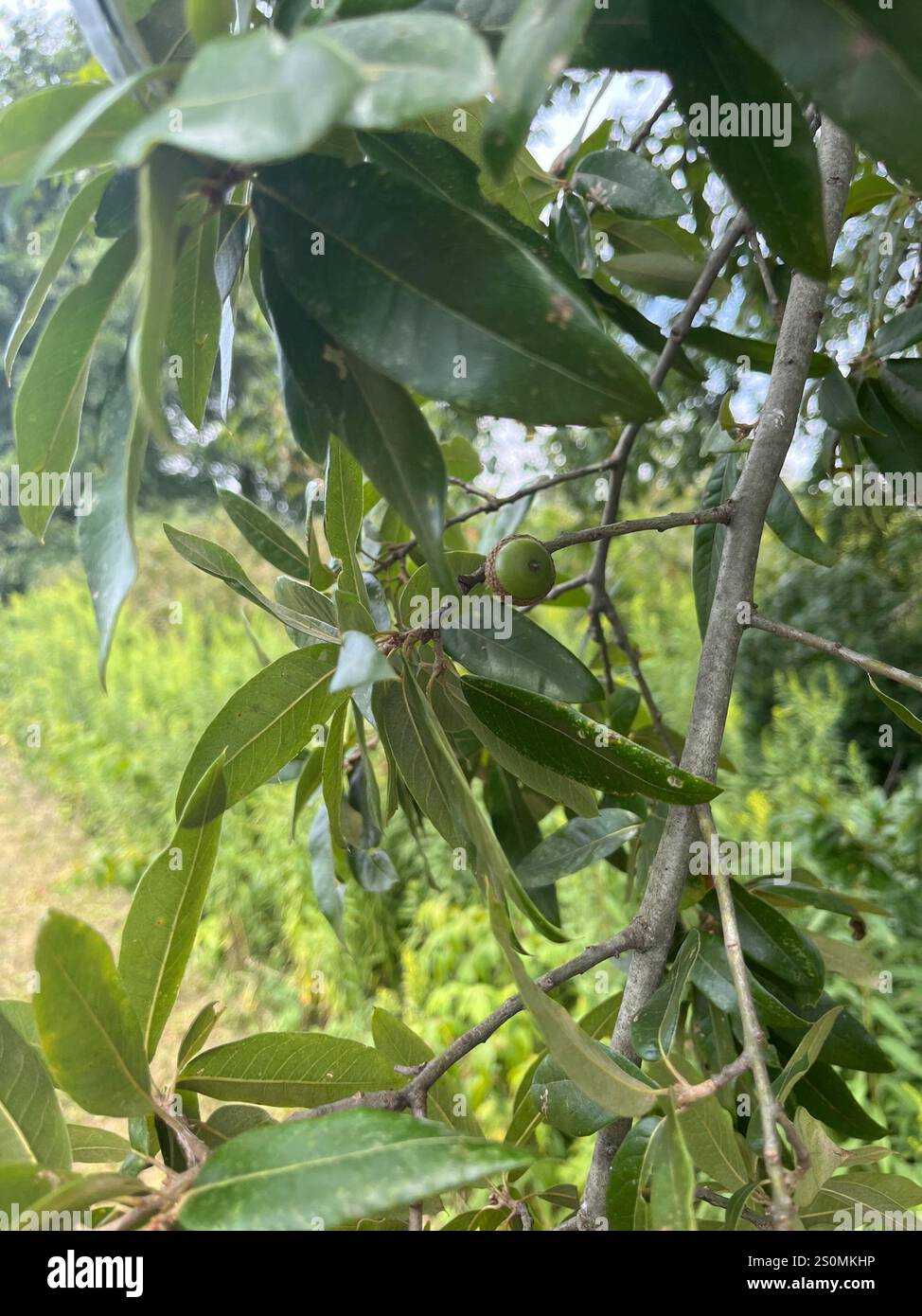 shingle oak (Quercus imbricaria Stock Photo - Alamy