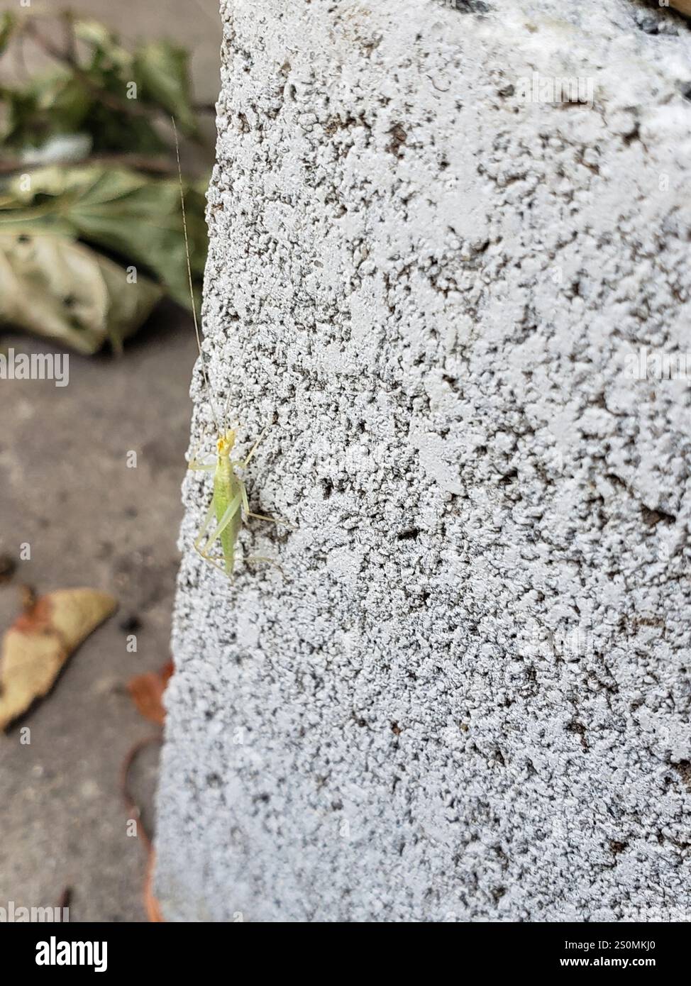 Common Tree Crickets (Oecanthus Stock Photo - Alamy