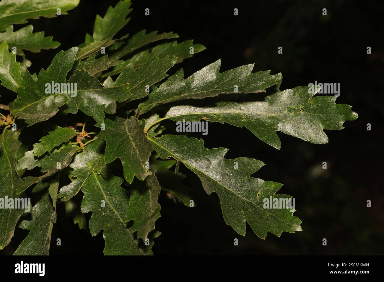 Turkey Oak (Quercus cerris Stock Photo - Alamy