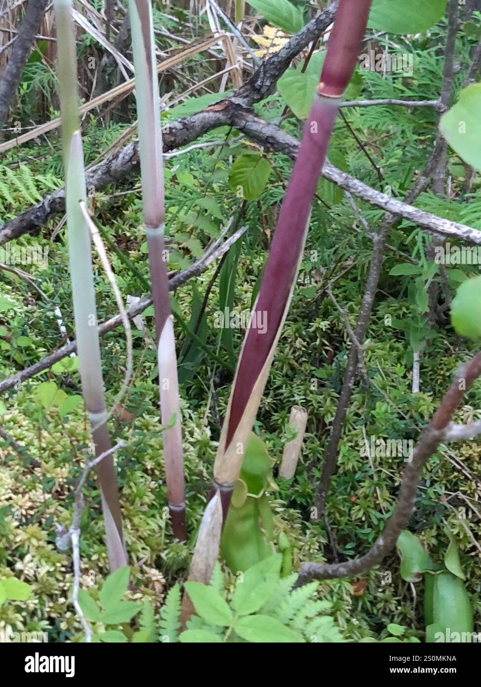 American common reed (Phragmites australis americanus Stock Photo - Alamy