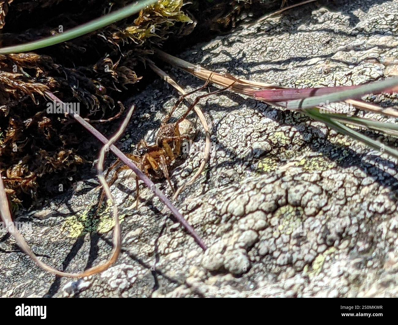 Thin-legged Wolf Spiders (Pardosa Stock Photo - Alamy
