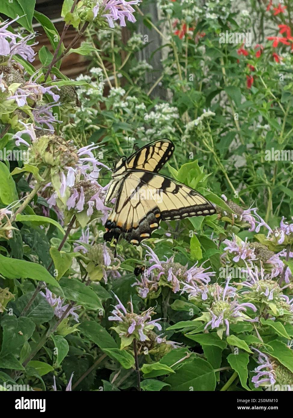 Eastern Tiger Swallowtail (Papilio glaucus Stock Photo - Alamy