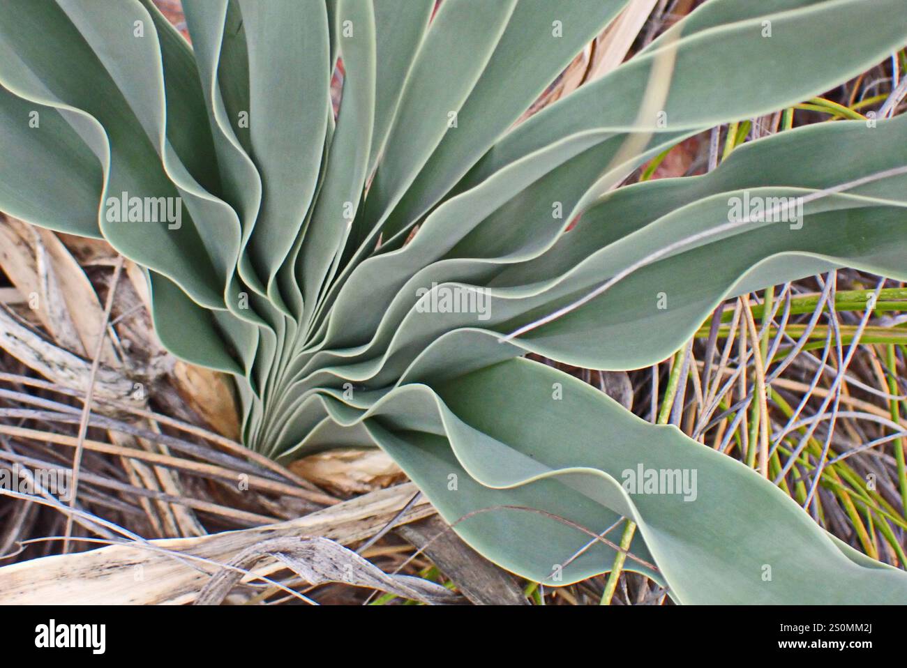 Poison-bulb (Boophone disticha Stock Photo - Alamy
