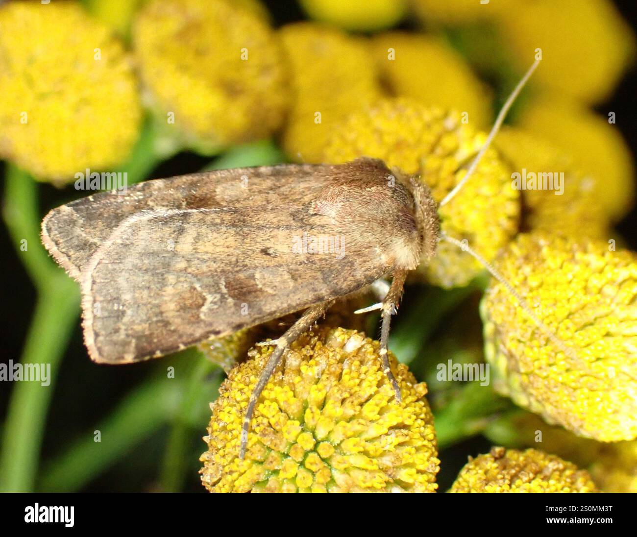Small Square-spot (Diarsia rubi Stock Photo - Alamy