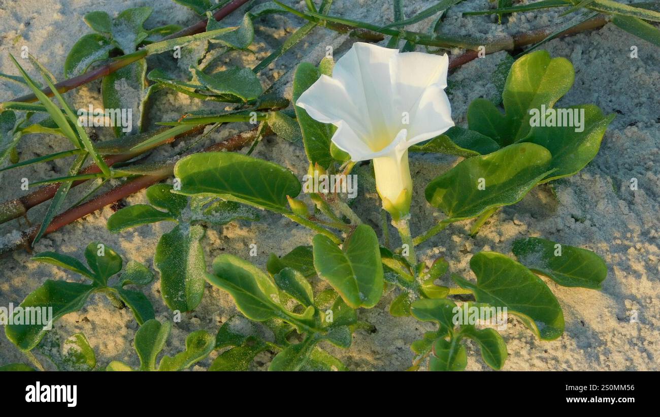 beach morning-glory (Ipomoea imperati Stock Photo - Alamy