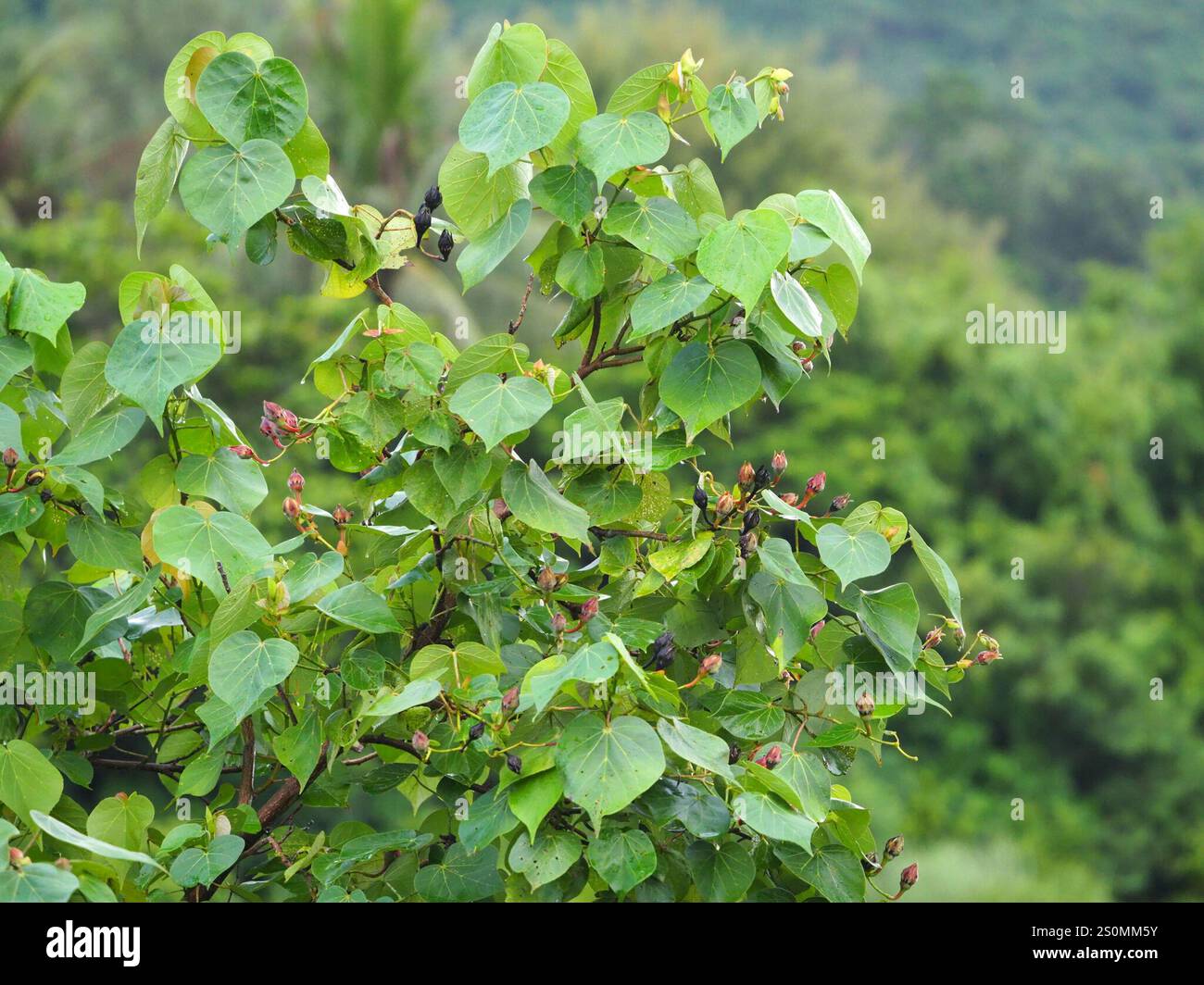 sea hibiscus (Hibiscus tiliaceus Stock Photo - Alamy