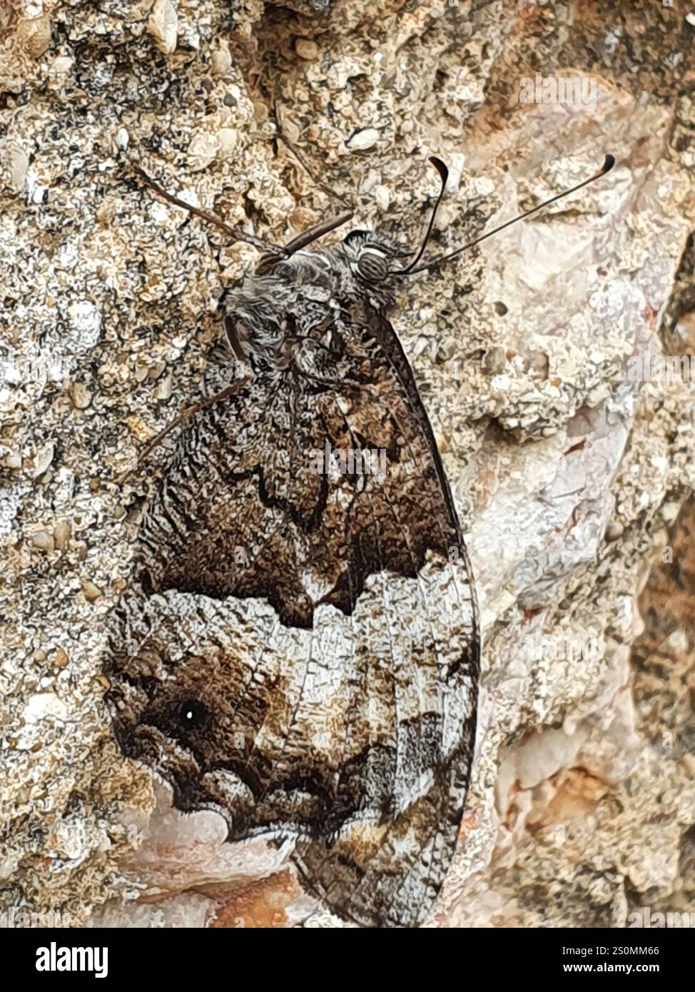 Woodland Grayling (Hipparchia fagi Stock Photo - Alamy