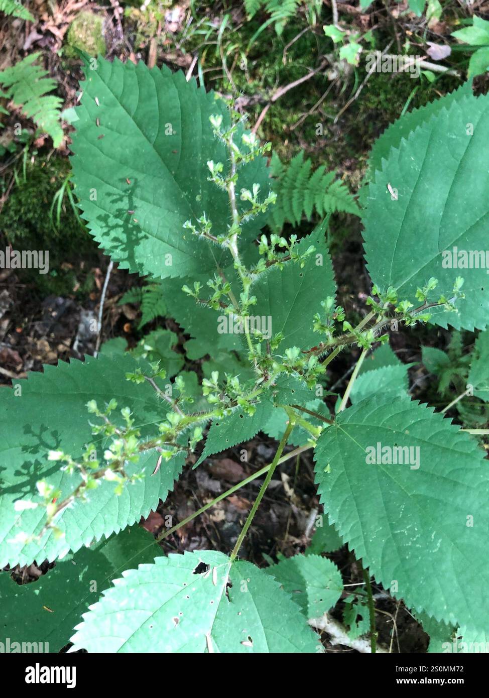 wood nettle (Laportea canadensis Stock Photo - Alamy