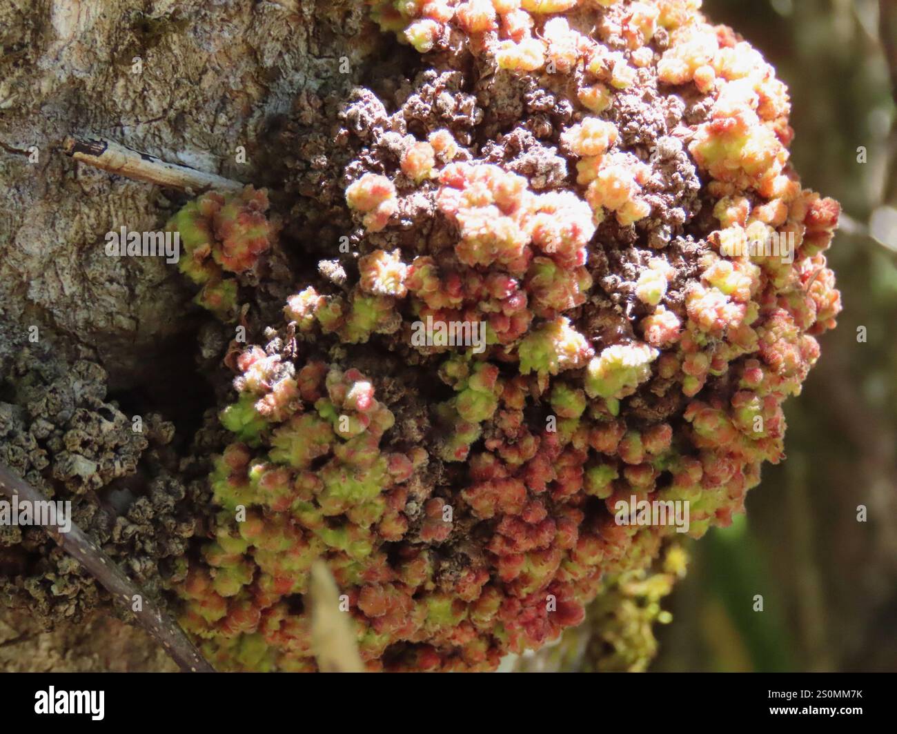 Poplar Budgall Mite (Aceria parapopuli Stock Photo - Alamy