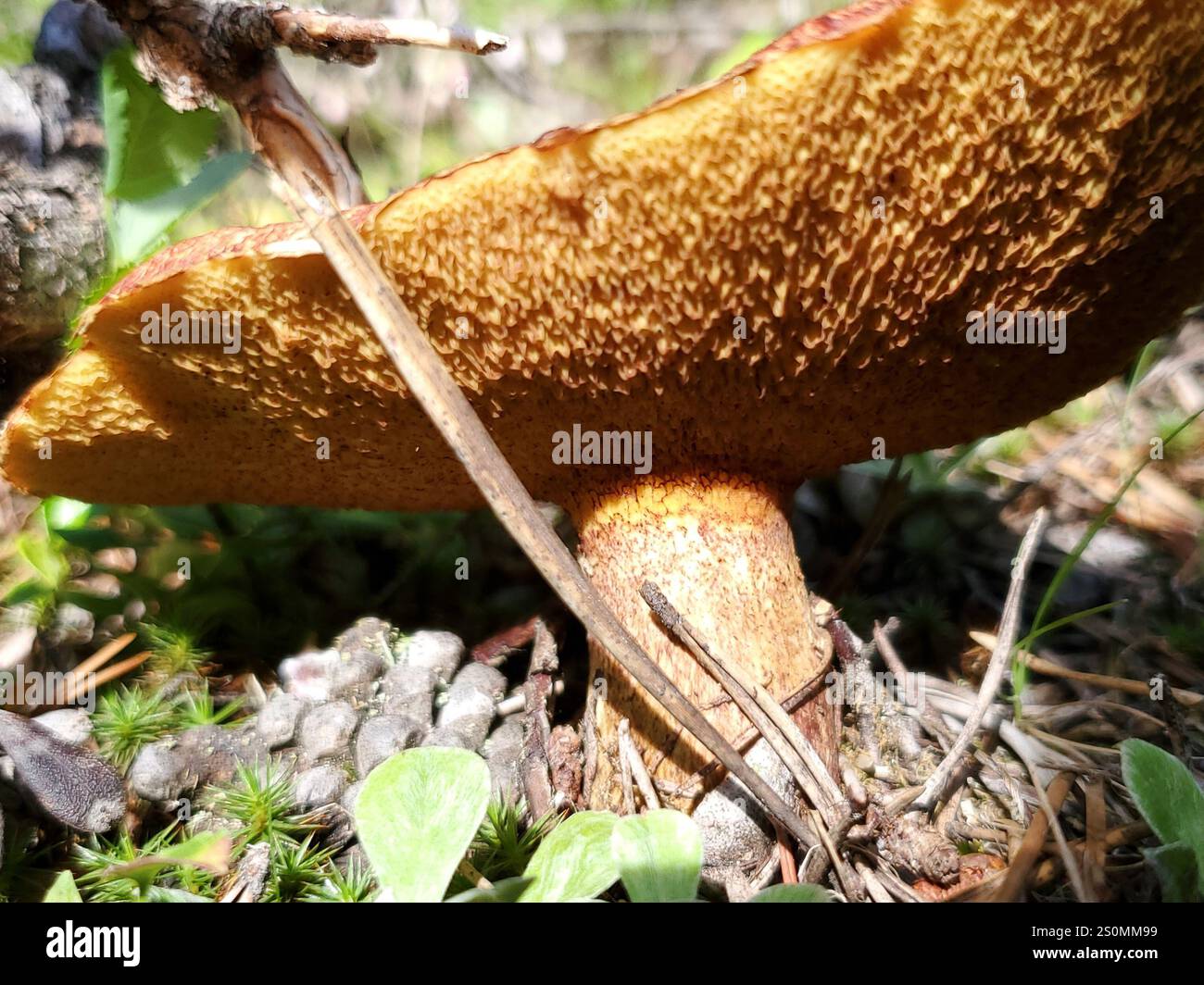 Western Painted Suillus (Suillus lakei Stock Photo - Alamy