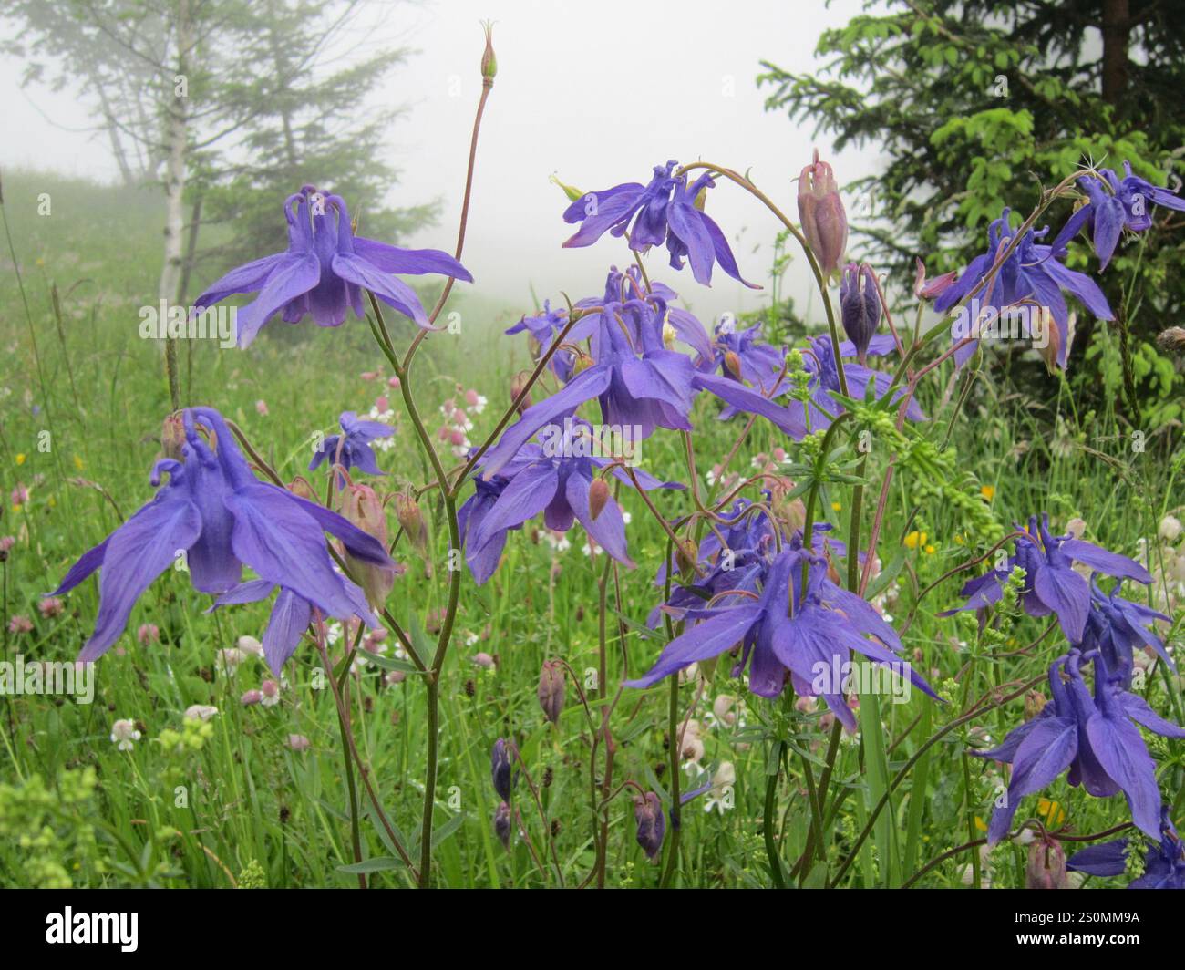 common columbine (Aquilegia vulgaris Stock Photo - Alamy