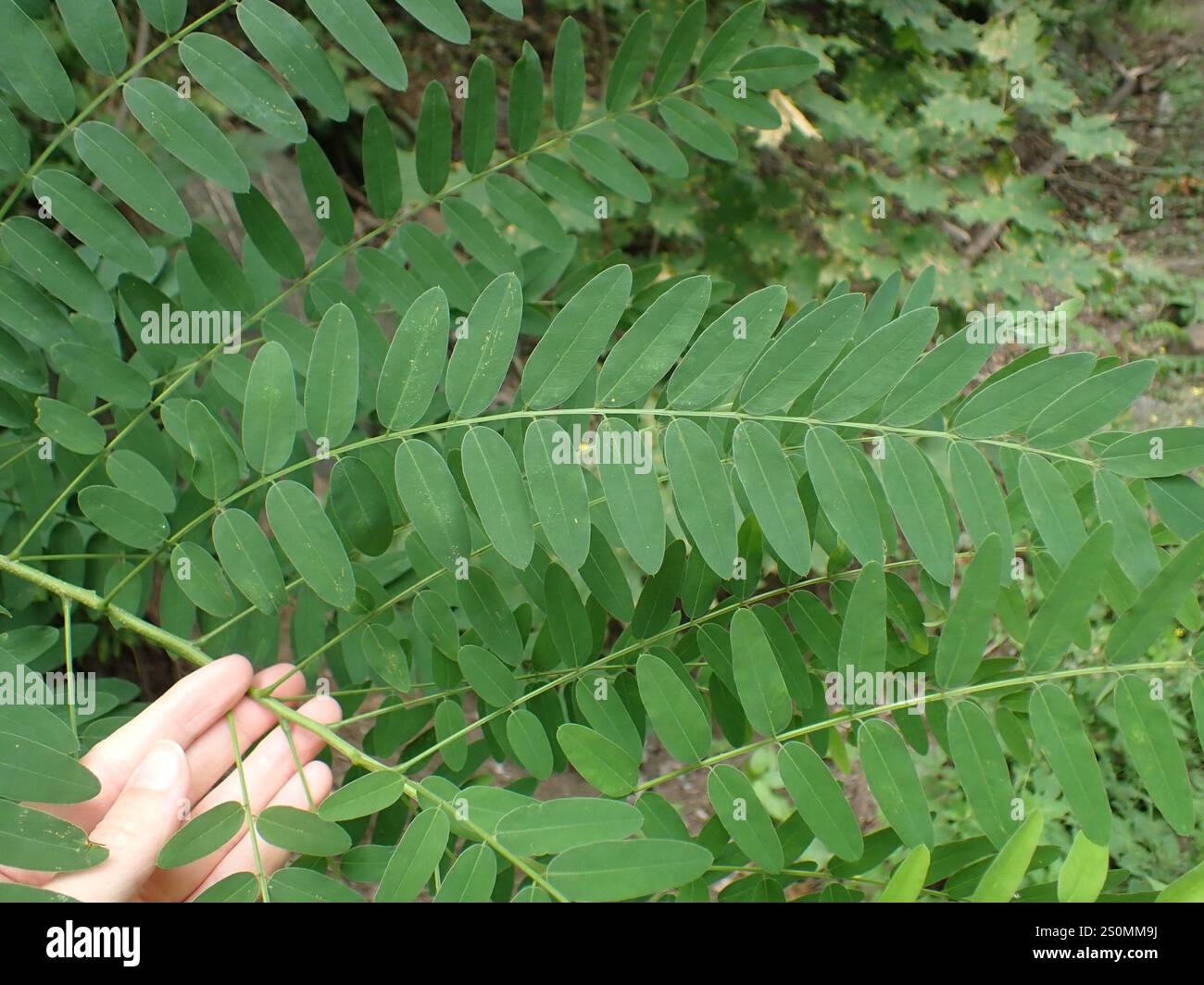 thornless honey locust (Gleditsia triacanthos inermis Stock Photo - Alamy