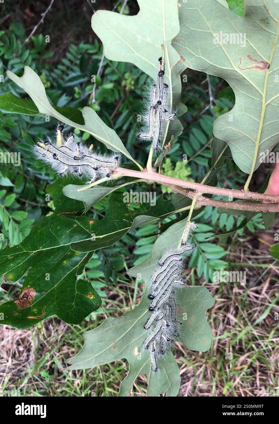 Contracted Datana Moth (Datana contracta Stock Photo - Alamy