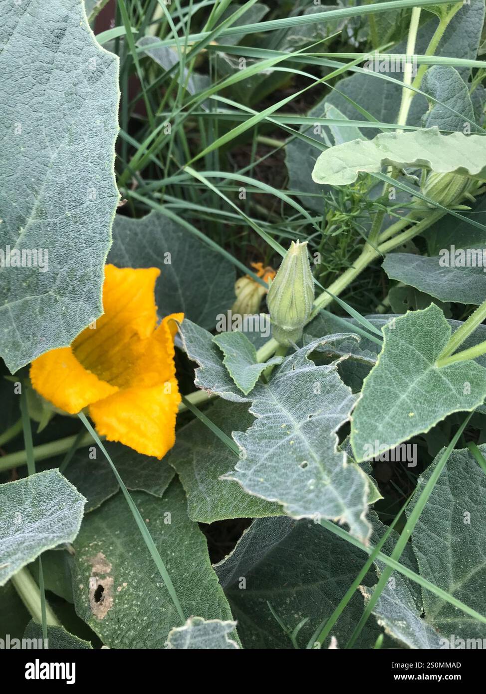 Buffalo Gourd (Cucurbita foetidissima Stock Photo - Alamy
