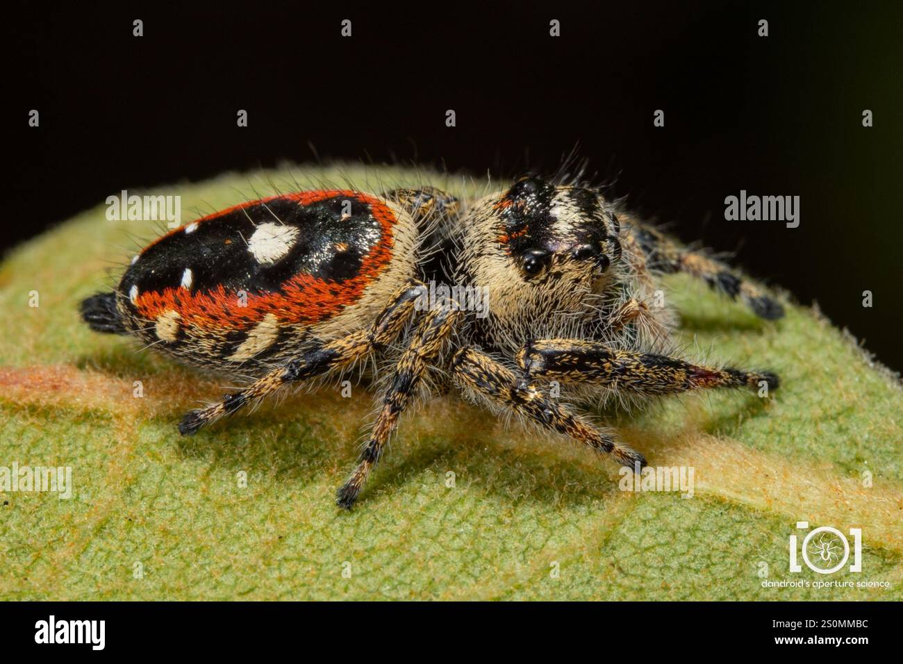 Workman's Jumping Spider (Phidippus workmani Stock Photo - Alamy
