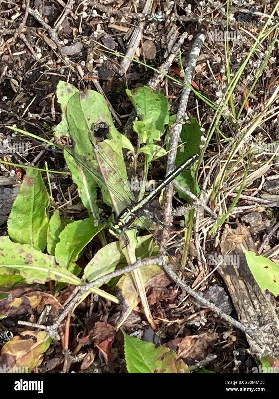 Black-shouldered Spinyleg (Dromogomphus spinosus Stock Photo - Alamy