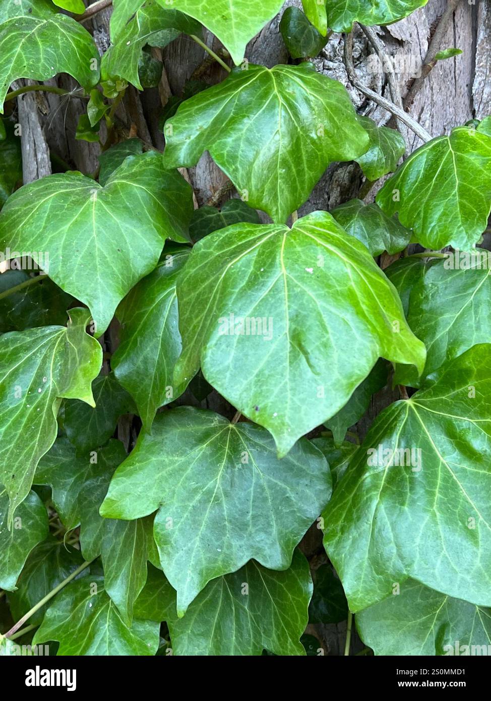 Canary Islands Ivy (Hedera canariensis Stock Photo - Alamy