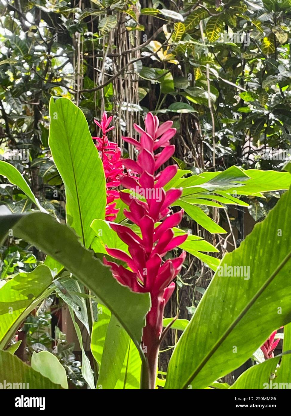 Red Ginger (Alpinia purpurata Stock Photo - Alamy