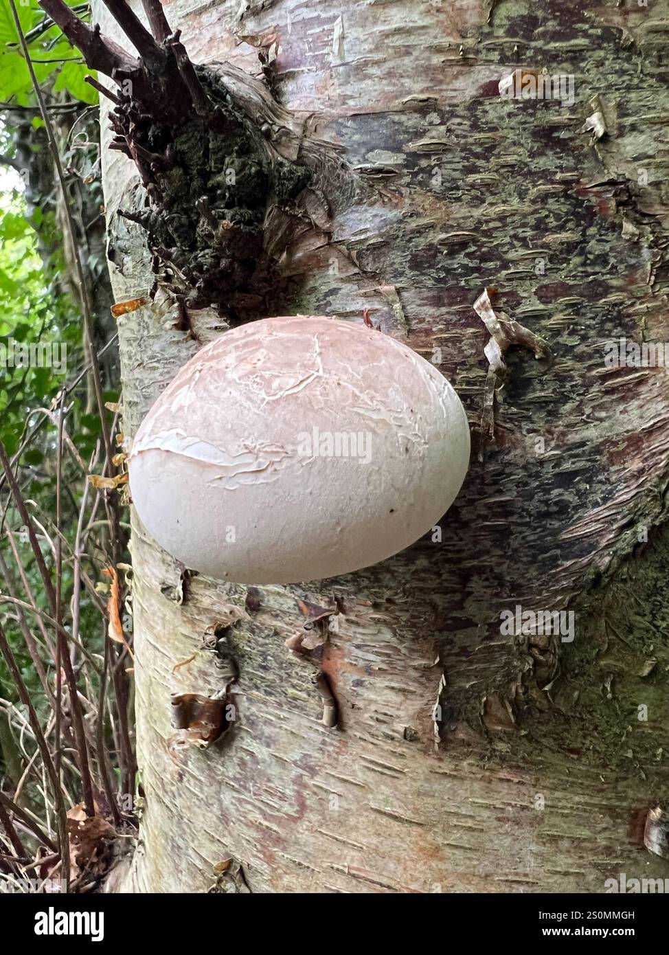 birch polypore (Fomitopsis betulina Stock Photo - Alamy