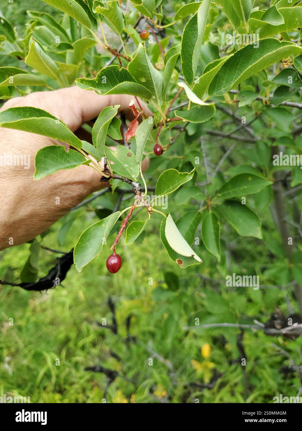 chokecherry (Prunus virginiana Stock Photo - Alamy