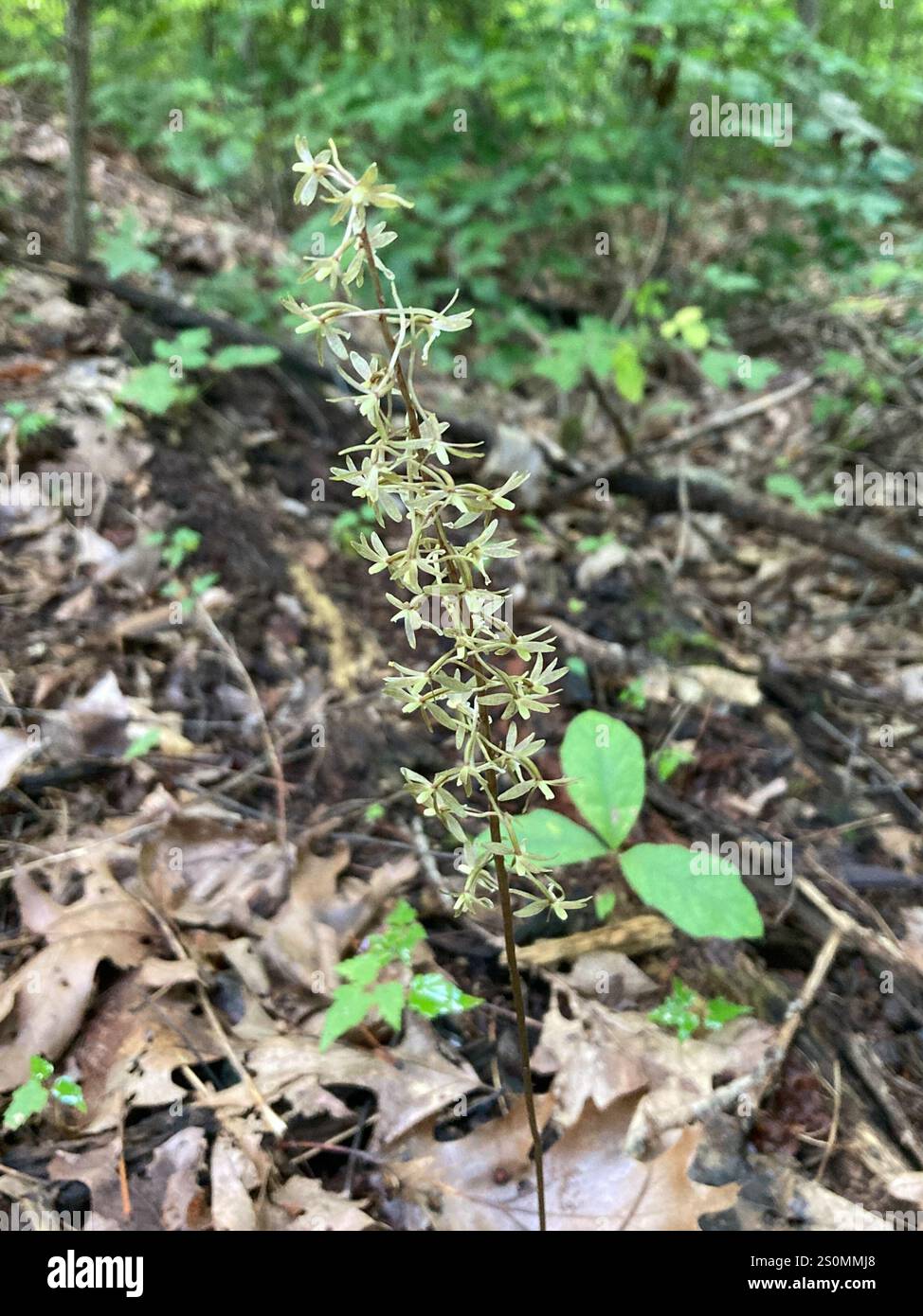 crane-fly orchid (Tipularia discolor Stock Photo - Alamy