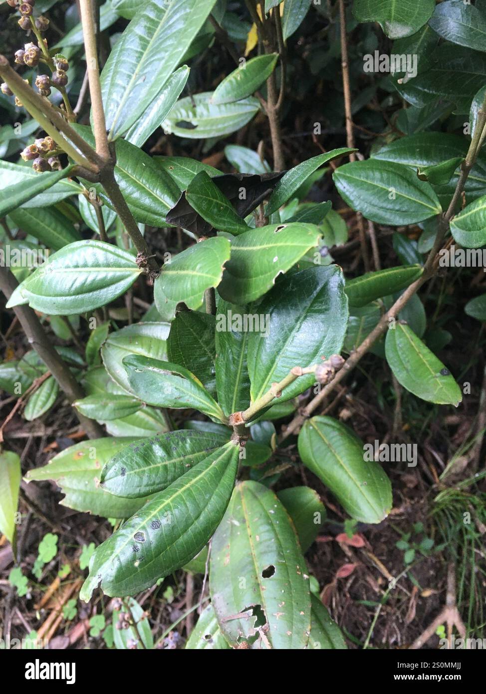 squamulose maya (Miconia squamulosa Stock Photo - Alamy