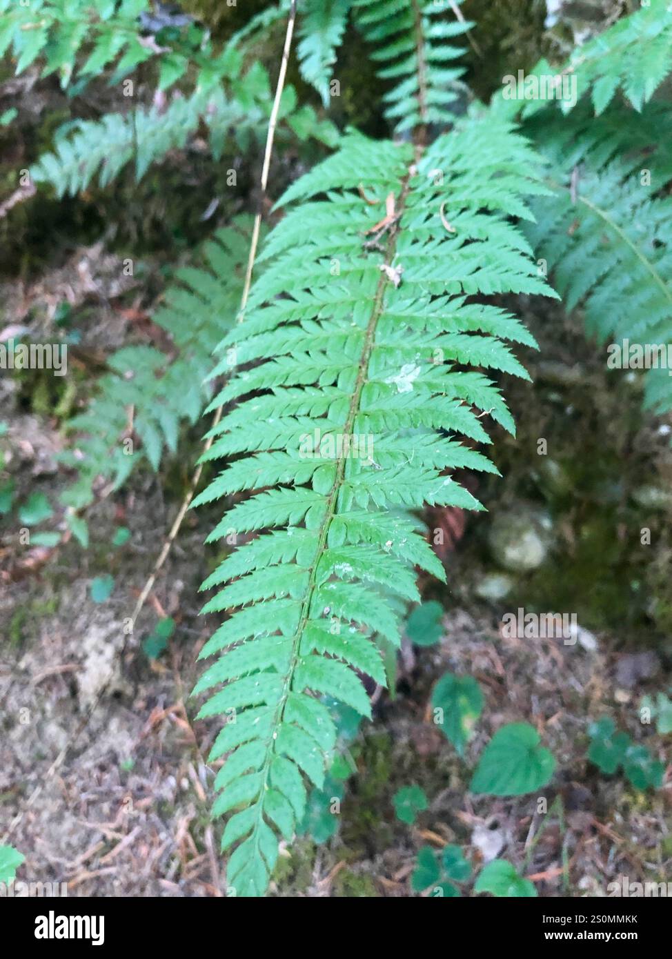 hard shield fern (Polystichum aculeatum Stock Photo - Alamy